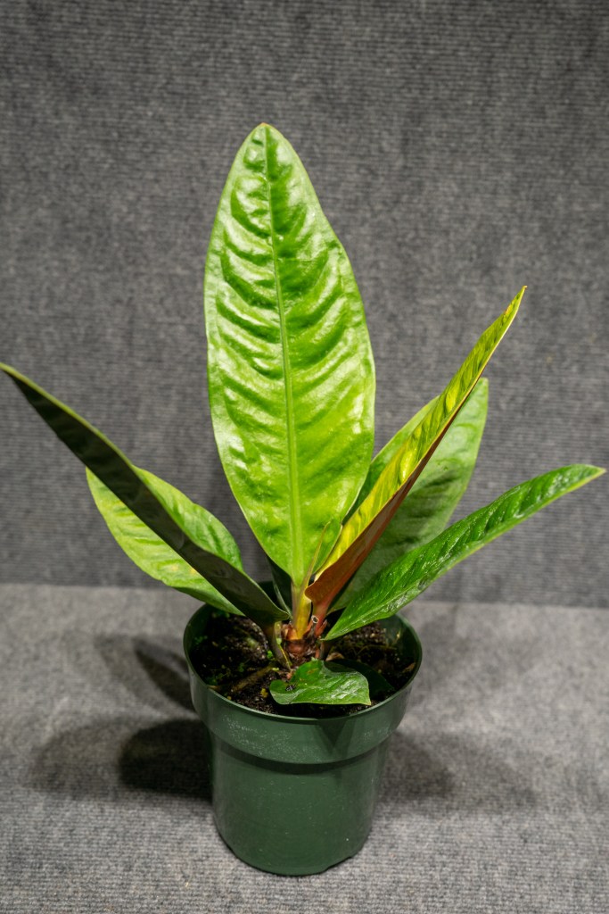 Anthurium Coral Champion – 305 Greenery, Inc.