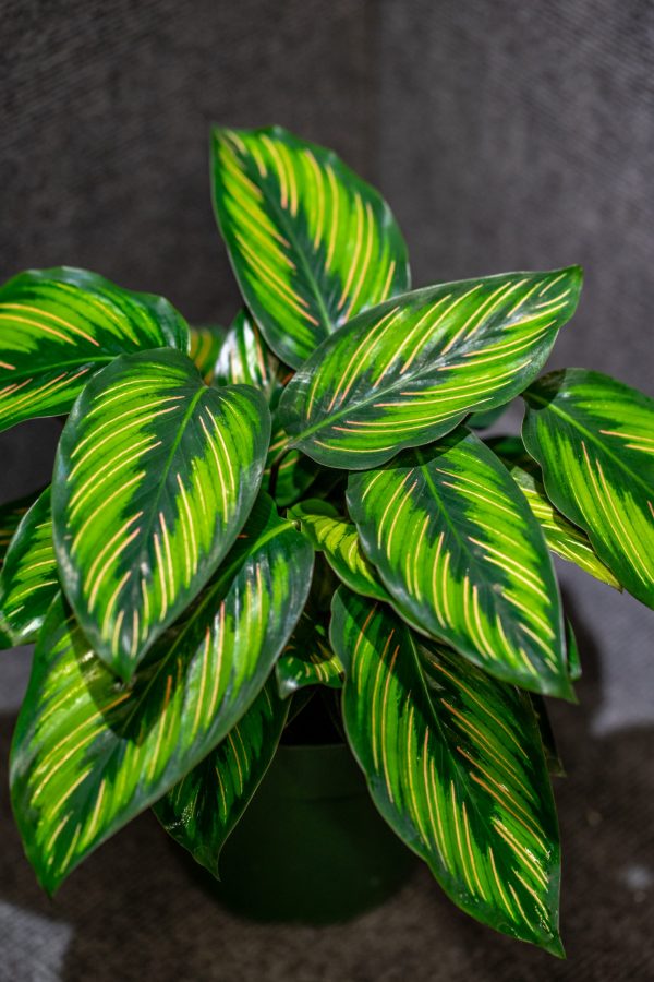 Calathea Beauty Star – 305 Greenery, Inc.