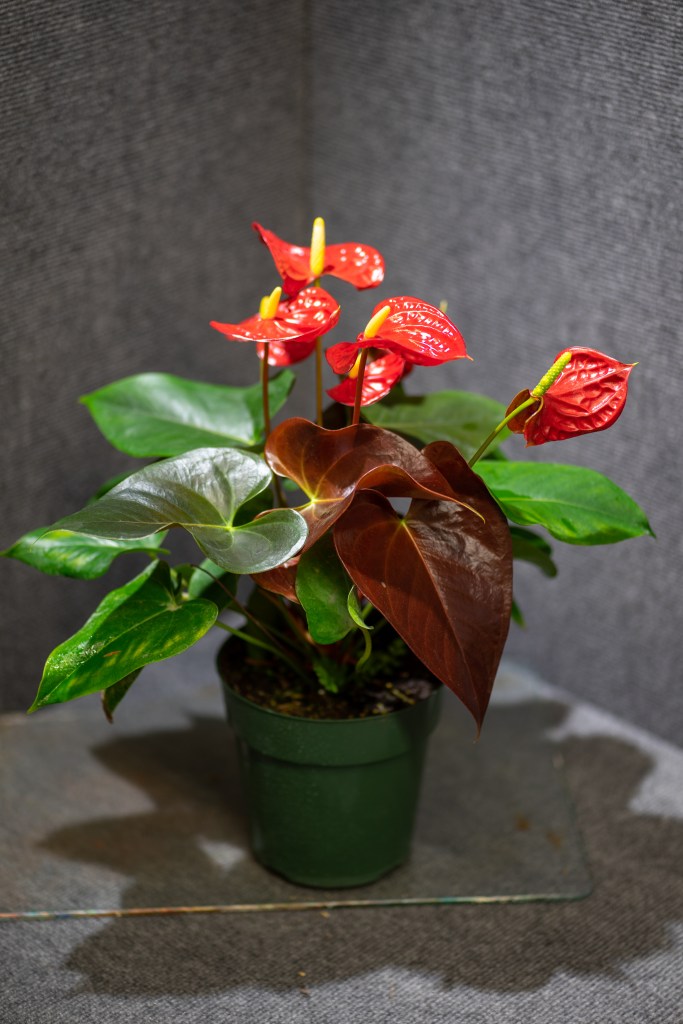 Anthurium Coral Champion – 305 Greenery, Inc.
