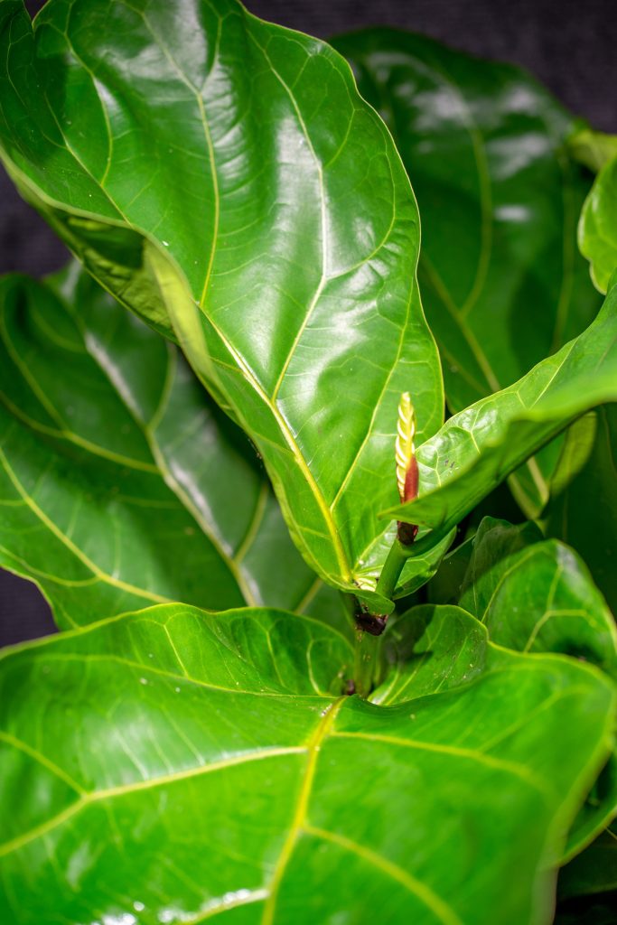 Altissima Ficus ‘Asian Council Tree’ 9″ pot – 305 Greenery, Inc.