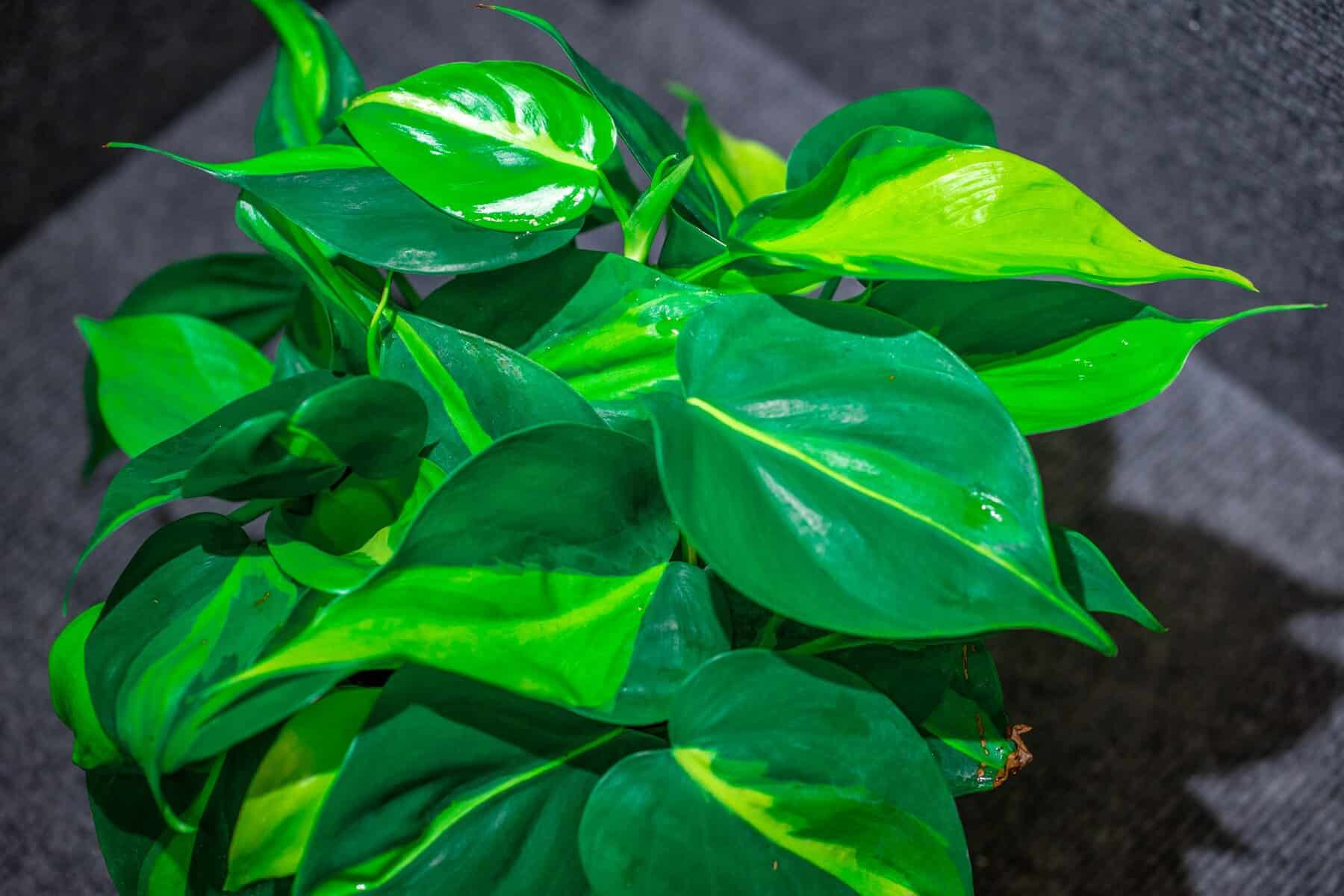 Dsc05593 – 305 Greenery – 305 Greenery, Inc.