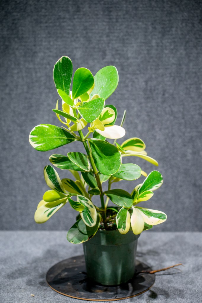 Clusia Variegated – 305 Greenery, Inc.