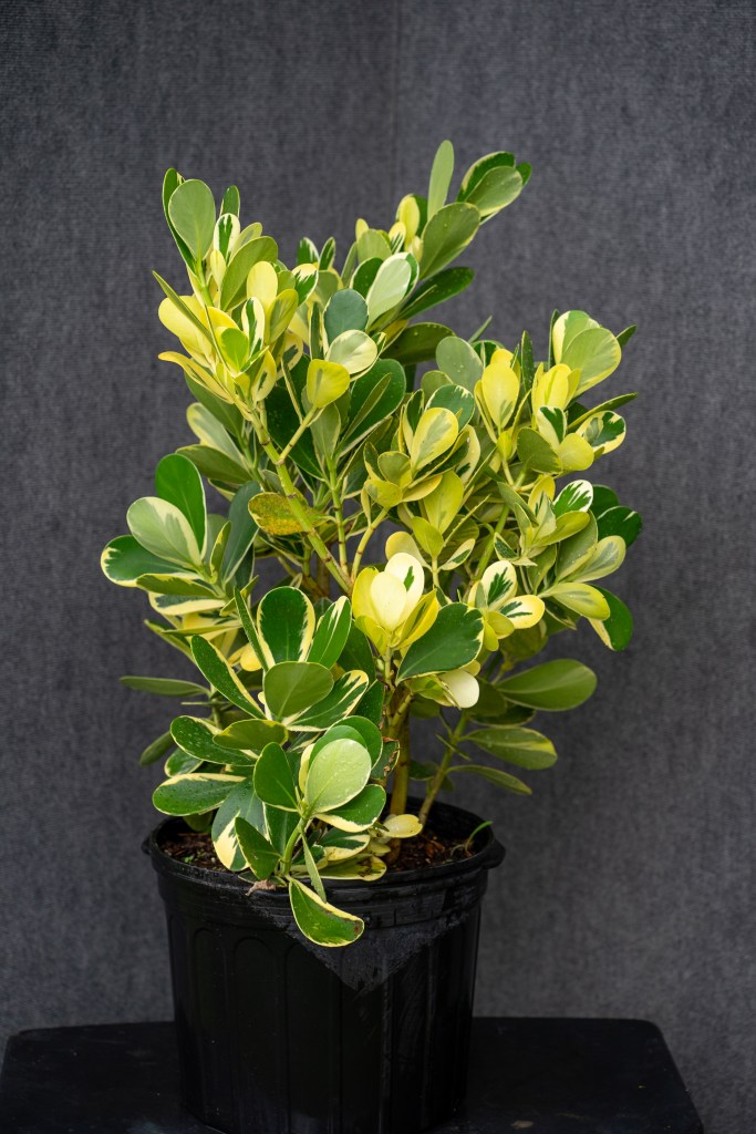 Clusia Variegated – 305 Greenery, Inc.