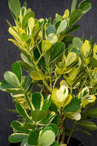 Clusia Variegated – 305 Greenery, Inc.