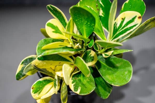 Clusia Variegated – 305 Greenery, Inc.