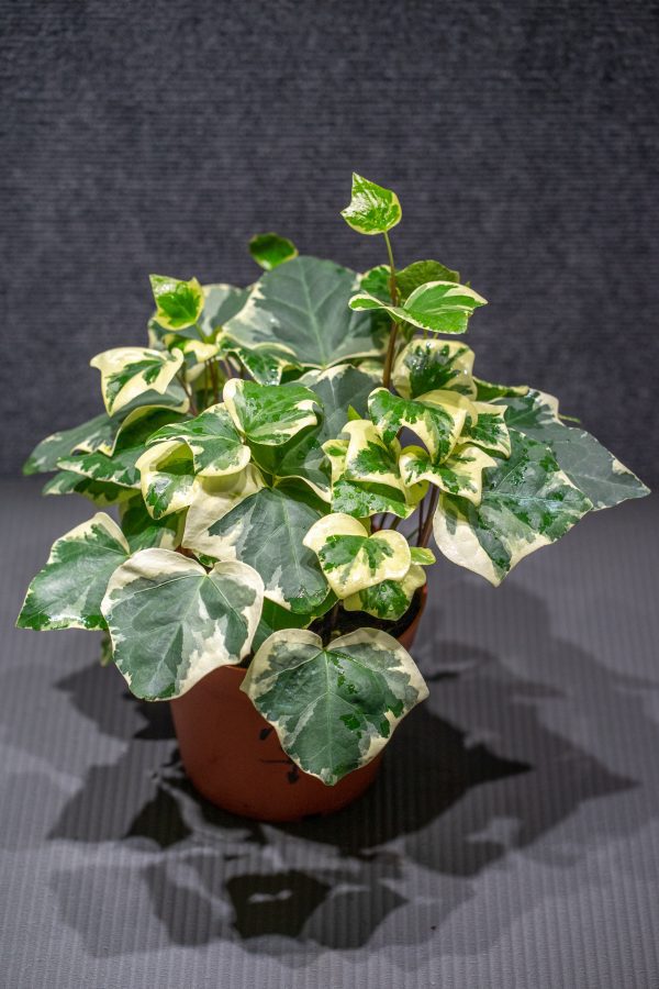 Hedera Algeriensis “Gloire de Marengo’ (Algerian Ivy) – 305 Greenery, Inc.