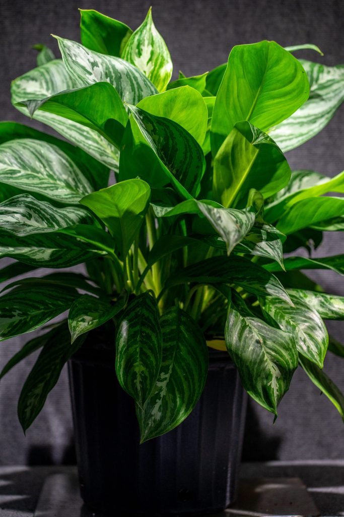 Aglaonema ‘Moonlight Bay’ – 305 Greenery, Inc.