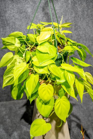 Philodendron Hederaceum ‘Neon’ – 305 Greenery