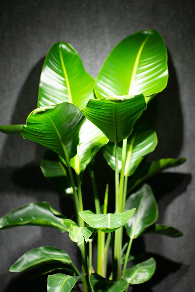 Strelitzia nicolai ‘White Bird’ – 305 Greenery, Inc.