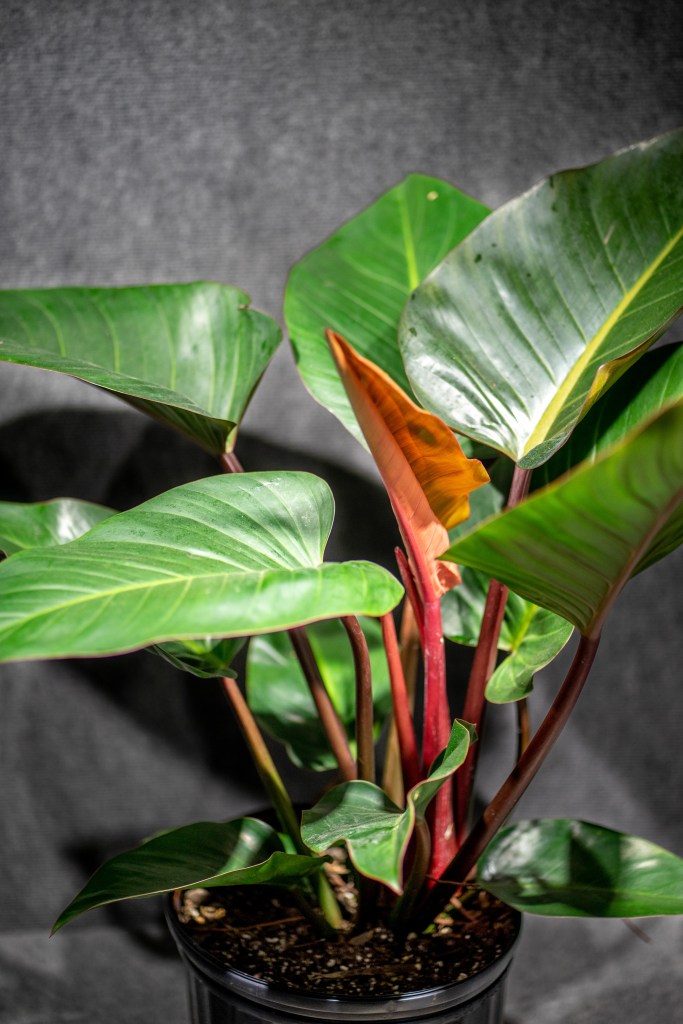 Philodendron ‘Congo Rojo’ 9″ pot – 305 Greenery, Inc.