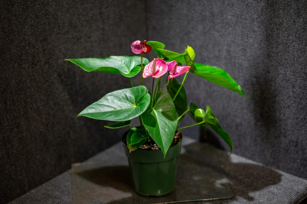 Anthurium Vittarifolium Var 6″ pot – 305 Greenery, Inc.