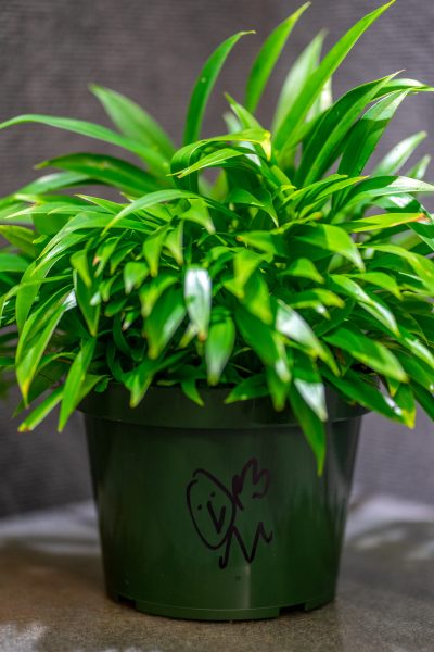 Philodendron ‘Little Phil’ (7″ Pot) – 305 Greenery, Inc.
