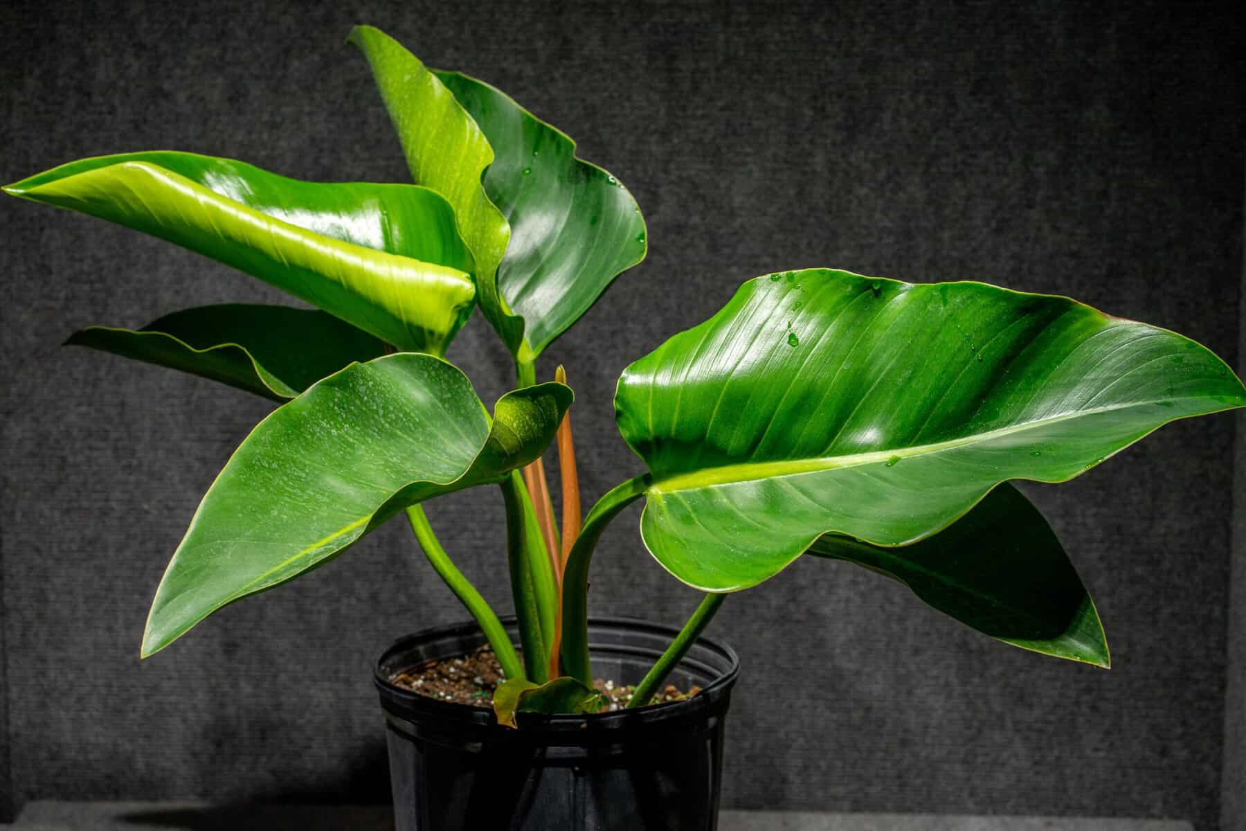 Green Congodsc01143 – 305 Greenery – 305 Greenery, Inc.
