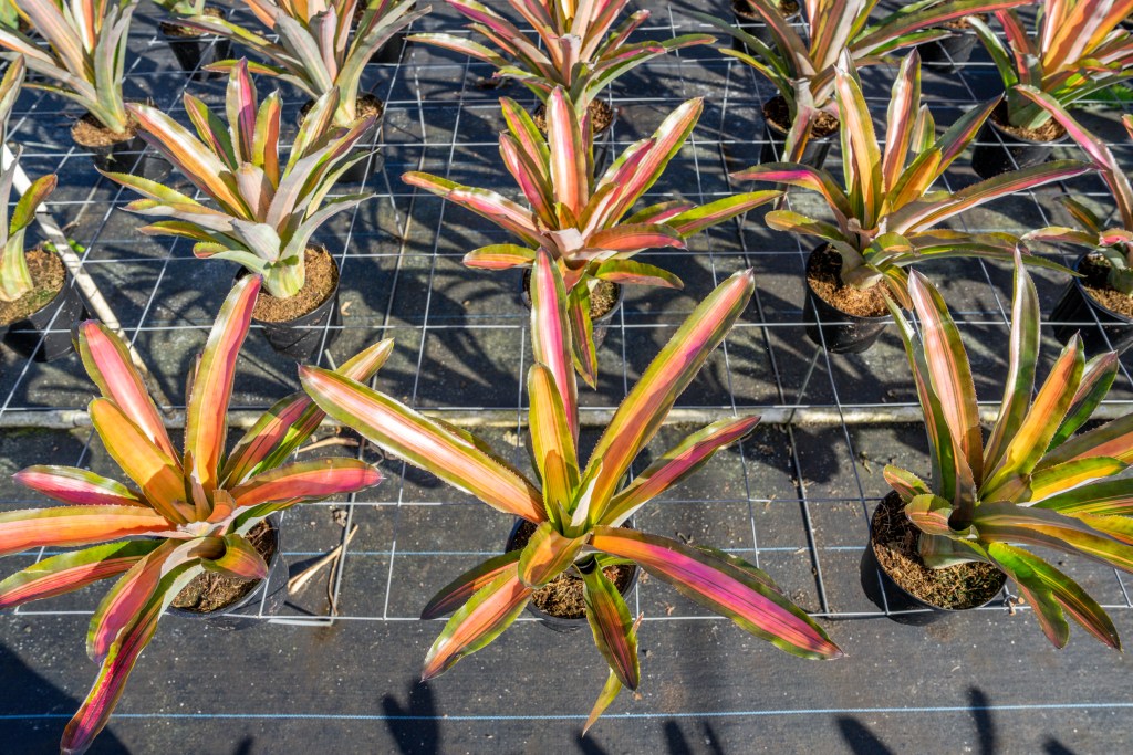 Aechmea Alvarez 6″ pot – 305 Greenery, Inc.