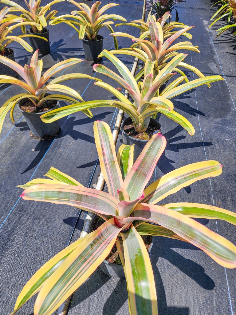 Aechmea Greg 9″ pot – 305 Greenery, Inc.