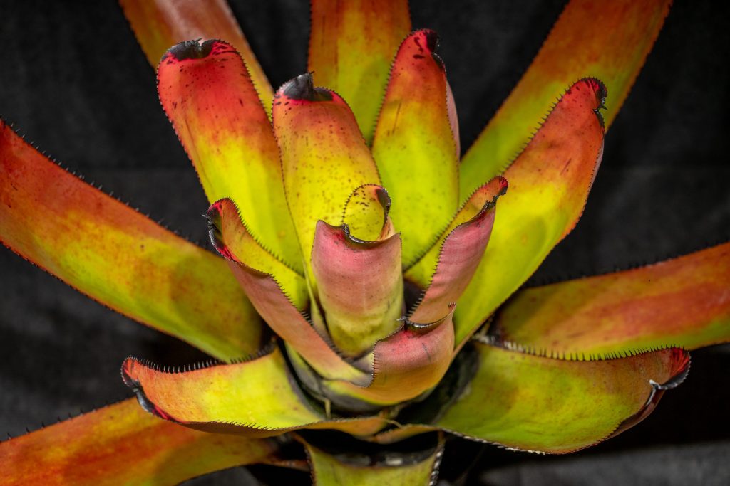 Neoregelia carcharodon ‘Rainbow’ 9″ pot – 305 Greenery, Inc.