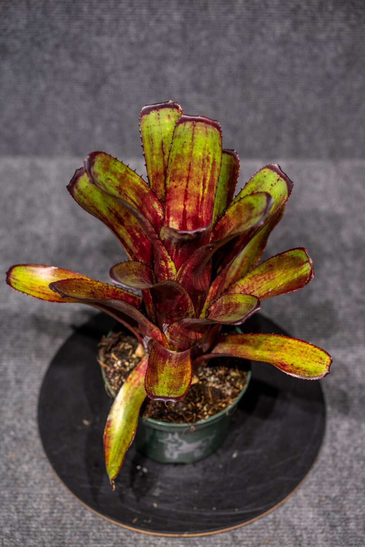 Aechmea Nudicaulis Red Brazil 5″ pot – 305 Greenery – 305 Greenery, Inc.