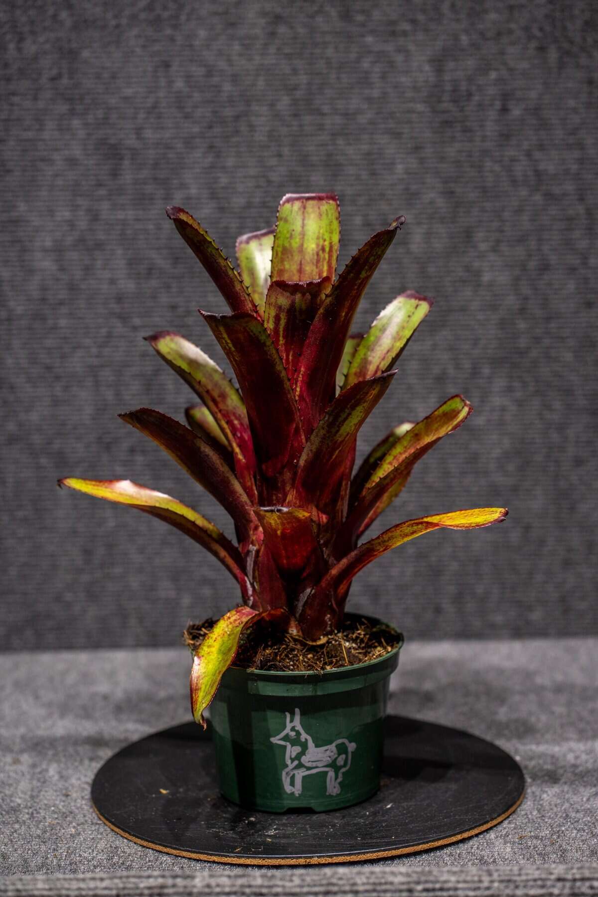 Aechmea Nudicaulis Red Brazil 5″ pot – 305 Greenery – 305 Greenery, Inc.