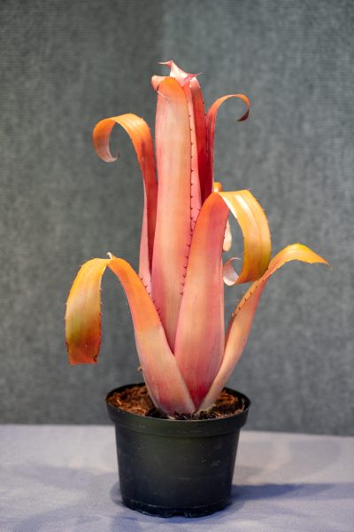 Aechmea Bromeliifolia Red 6″ pot – 305 Greenery, Inc.