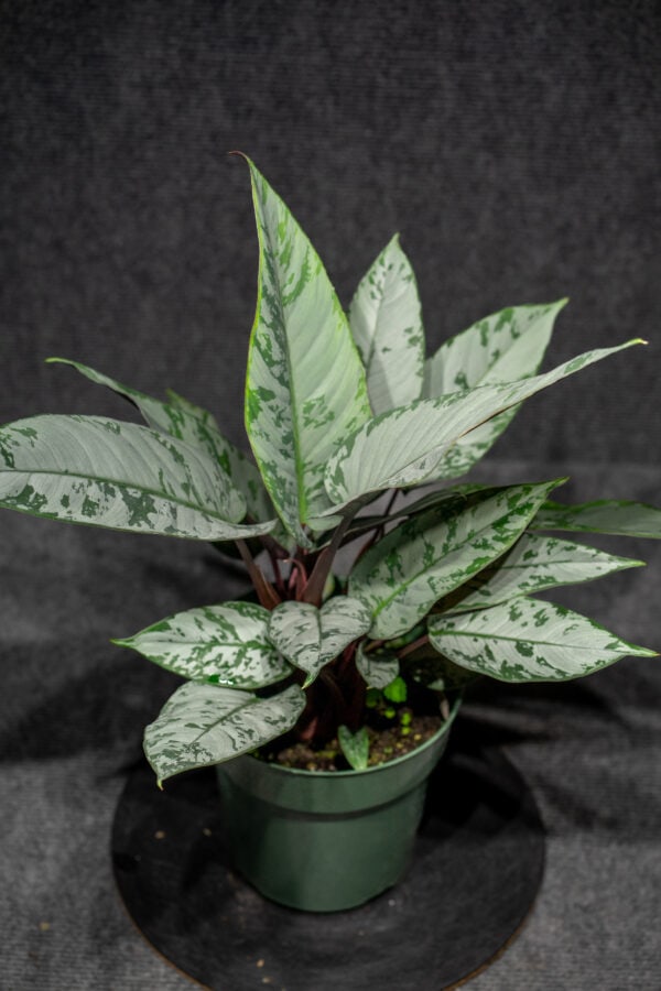 Apoballis acutissima ‘Lavaille’ Red Sword 6″ pot – 305 Greenery, Inc.