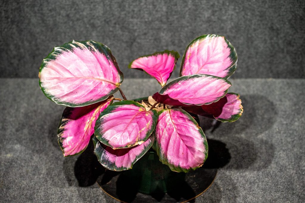 Calathea roseopicta, Rose painted 6″ pot – 305 Greenery, Inc.