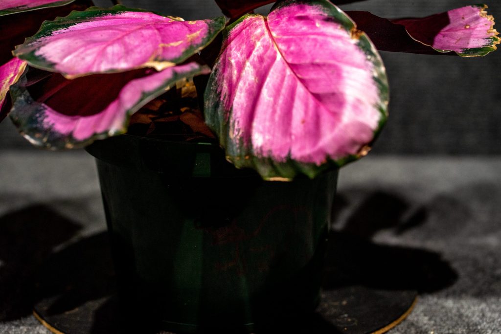 Calathea roseopicta, Rose painted 6″ pot – 305 Greenery, Inc.