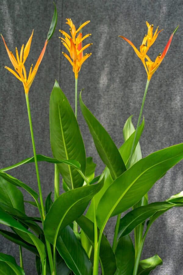 Heliconia ‘Choconiana’ (Heliconia psittacorum) 9″ pot (3 gallon) – 305 ...