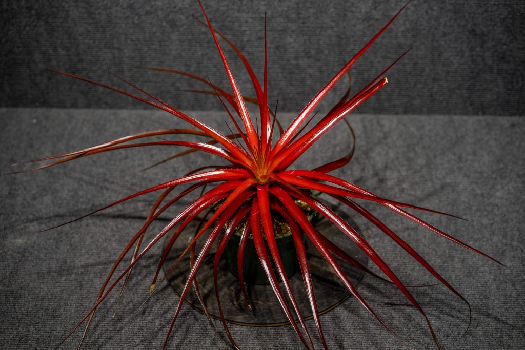 Orthophytum Navioides – 305 Greenery, Inc.