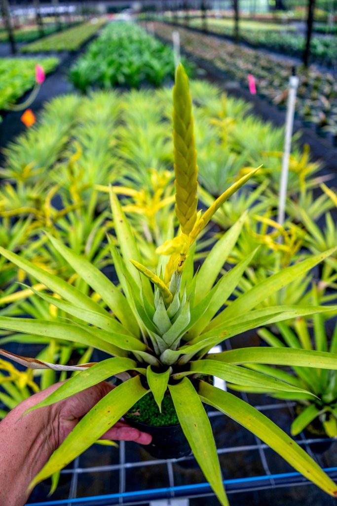 Tillandsia Oerstediana 6″ pot – 305 Greenery, Inc.