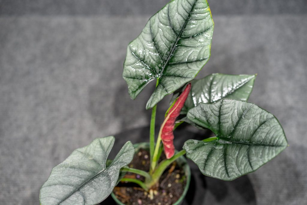 Alocasia nebula ‘Elaine’ 6″ pot – 305 Greenery, Inc.
