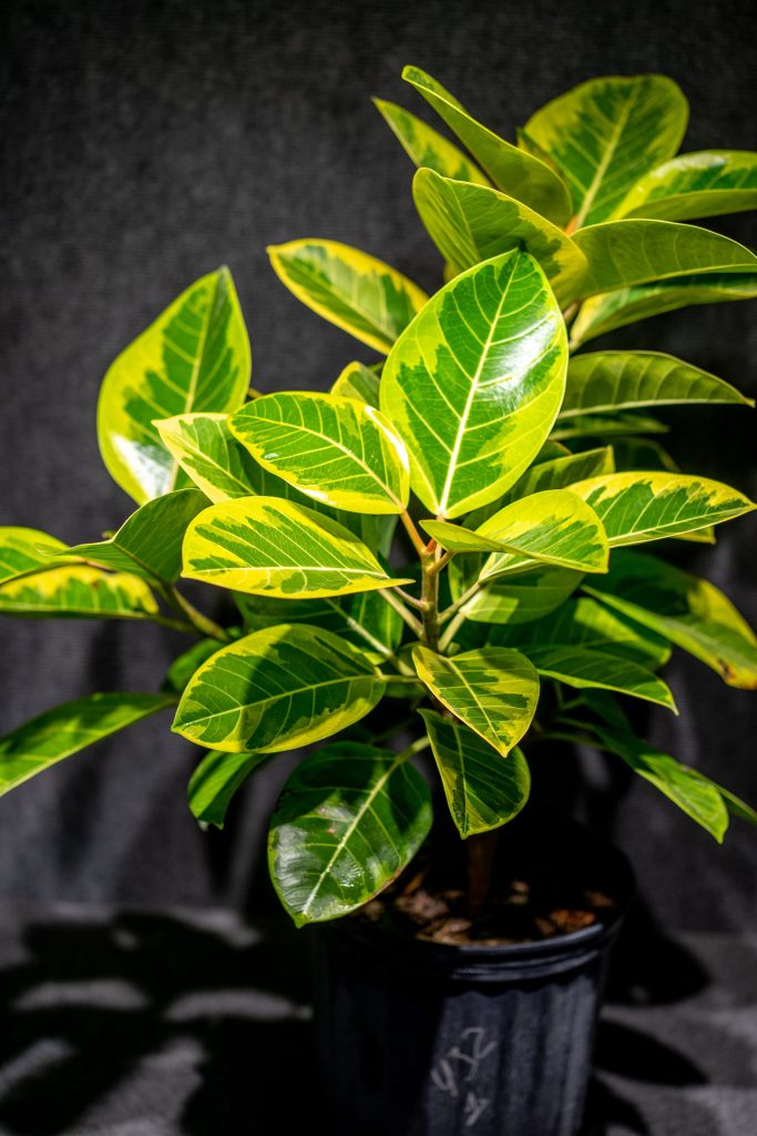 Ficus Altissima ‘Asian Council Tree’ – 305 Greenery, Inc.
