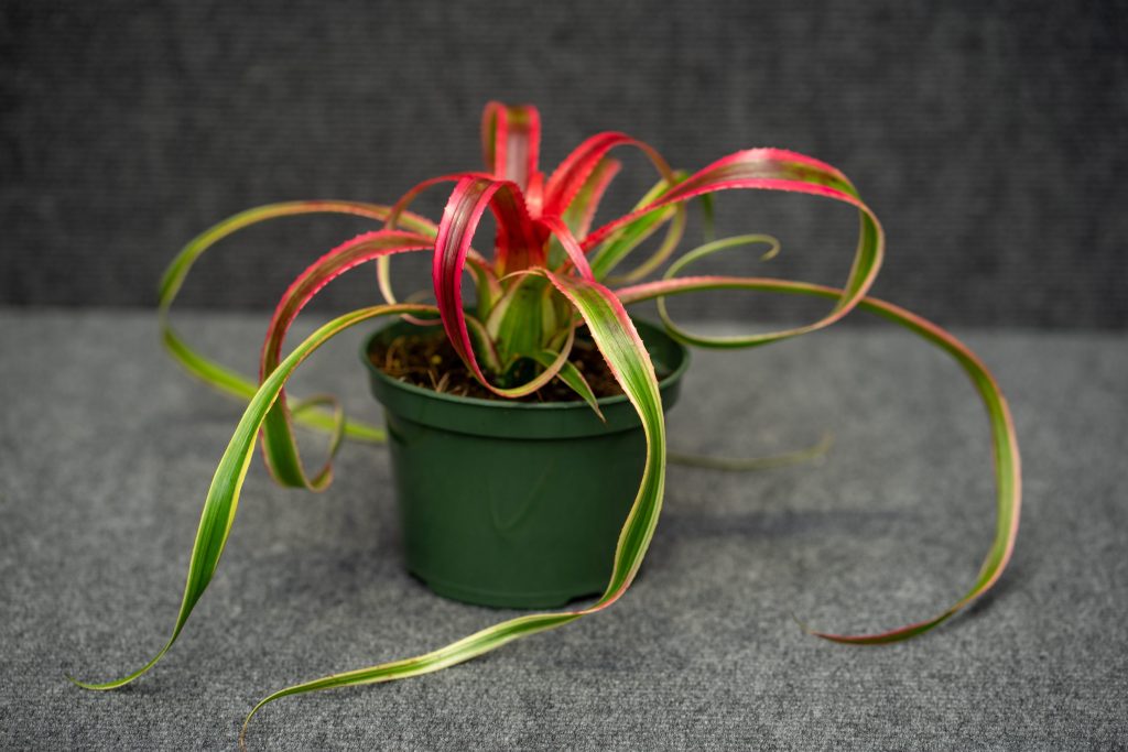 Neoregelia Hylaeaicum Pendula V. Brevifolia Variegated – 305 Greenery, Inc.