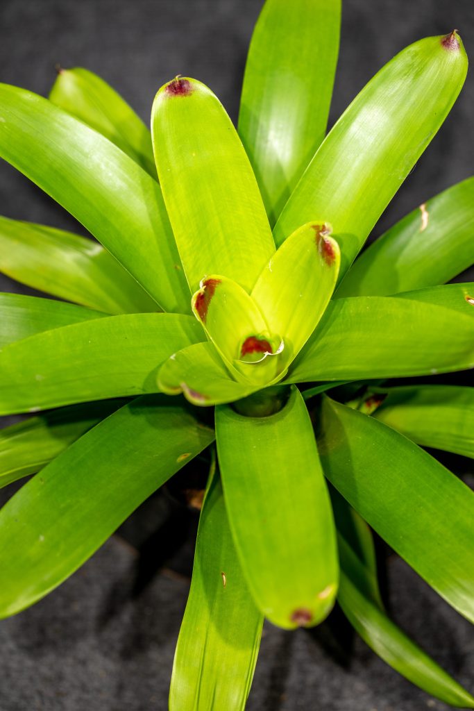 Vriesea Bon Fire 6″ pot – 305 Greenery, Inc.