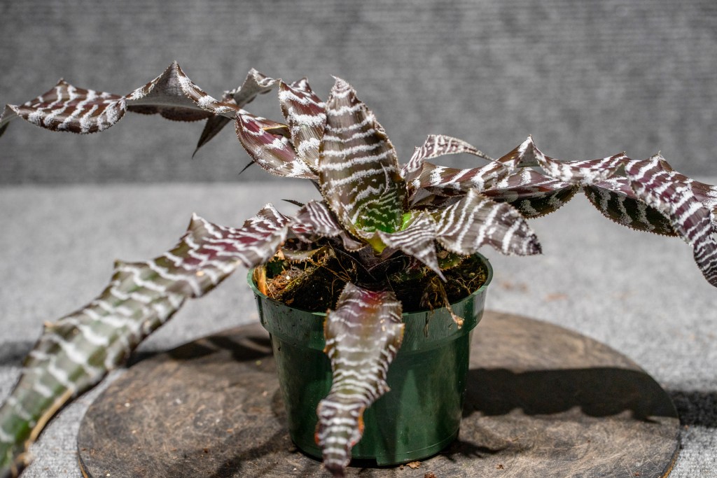 Cryptanthus Black Mystic 5″ pot – 305 Greenery, Inc.