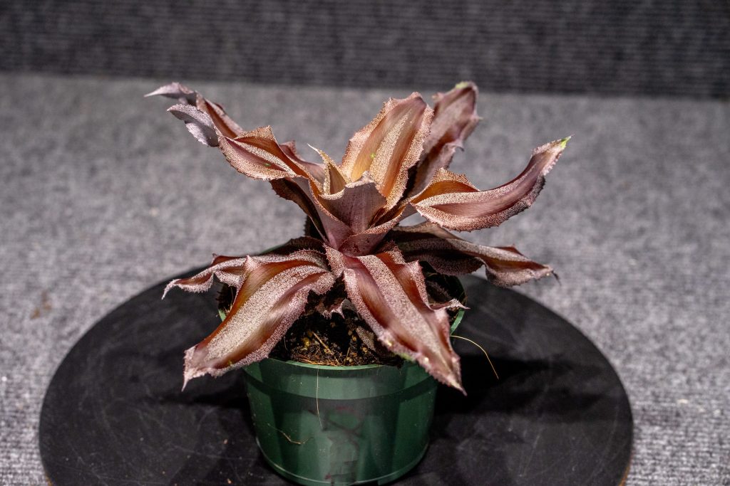 Cryptanthus Black Mystic 5″ pot – 305 Greenery, Inc.