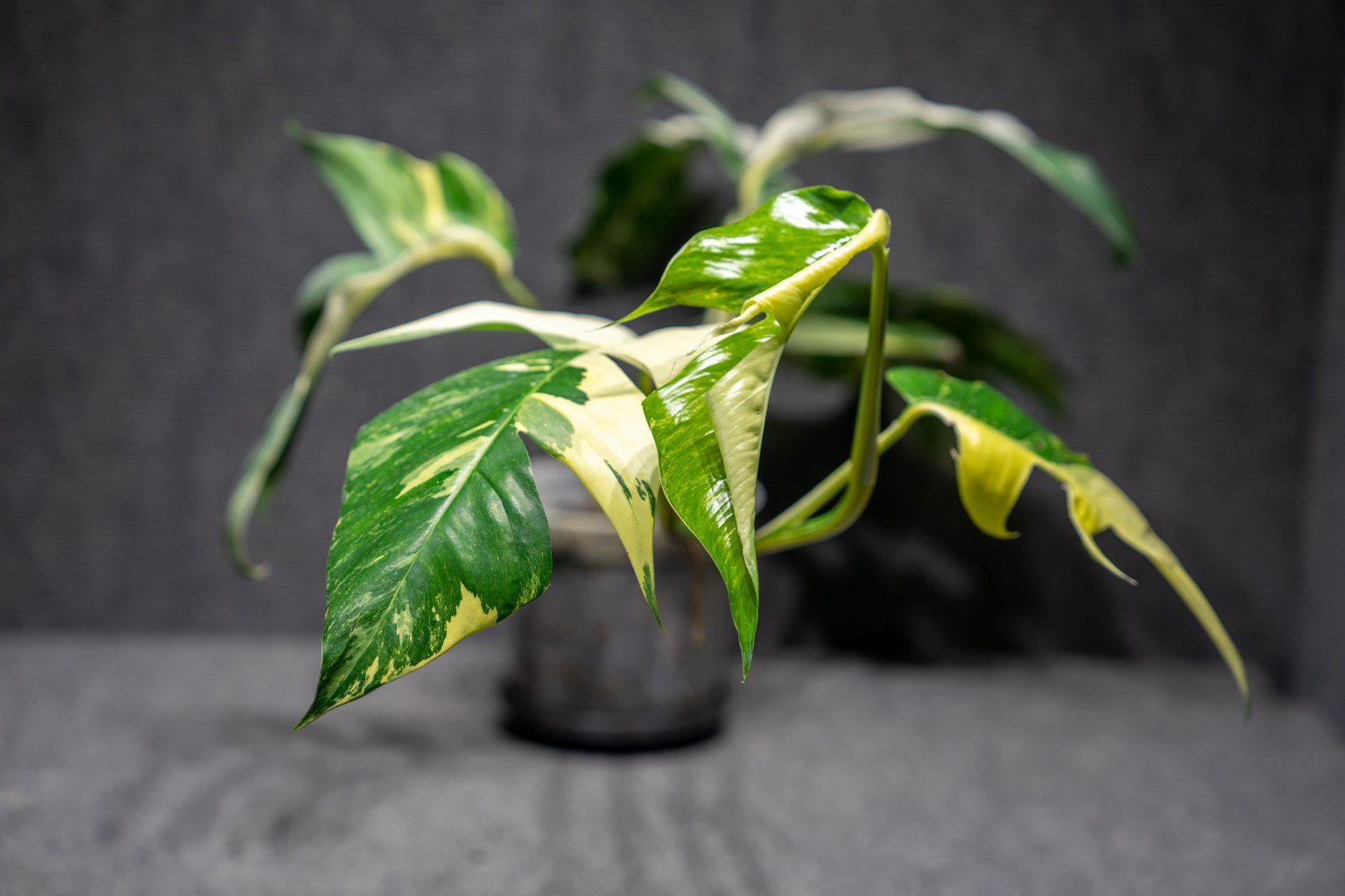 Epipremnum Pinnatum Marble – 305 Greenery, Inc.