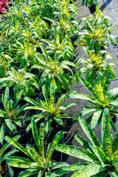 Vriesea Batik 6″ Pot – 305 Greenery, Inc.