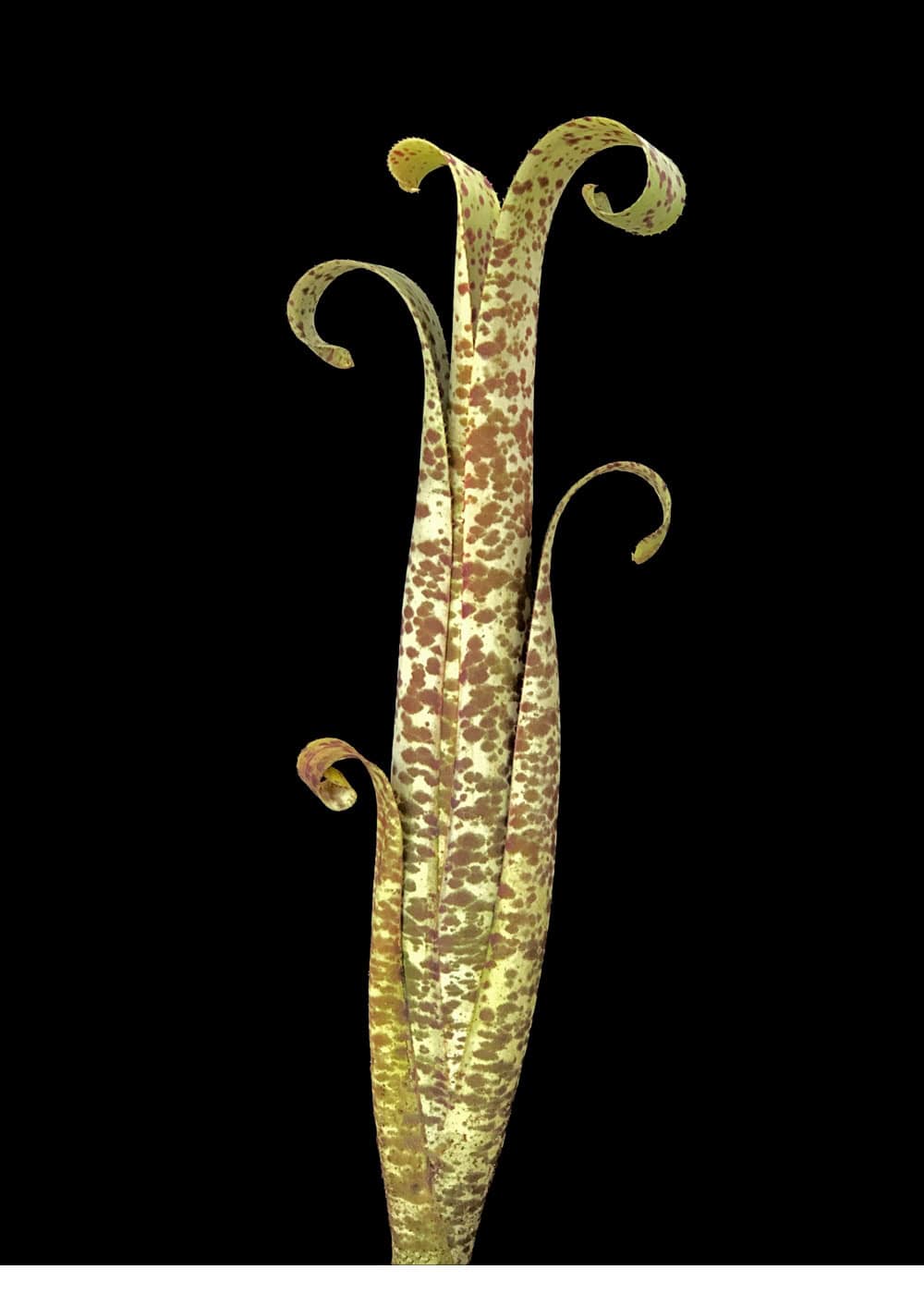 Quesnelia Marmorata – 305 Greenery, Inc.