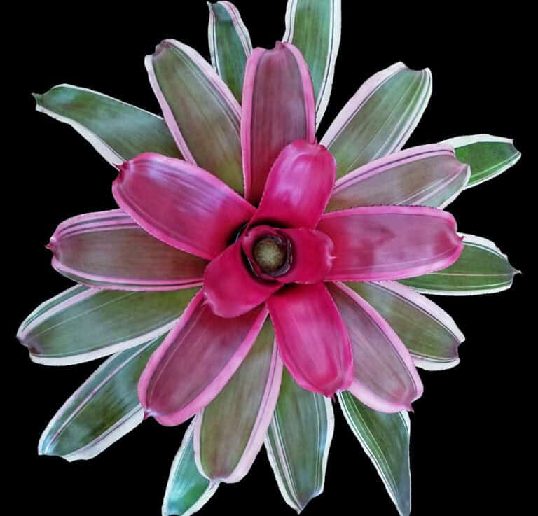Neoregelia Magnifica 6″ pot – 305 Greenery, Inc.