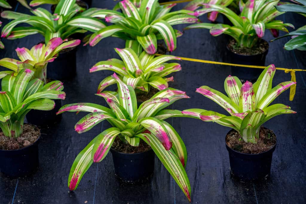 Neoregelia Johannis 8″ pot – 305 Greenery, Inc.