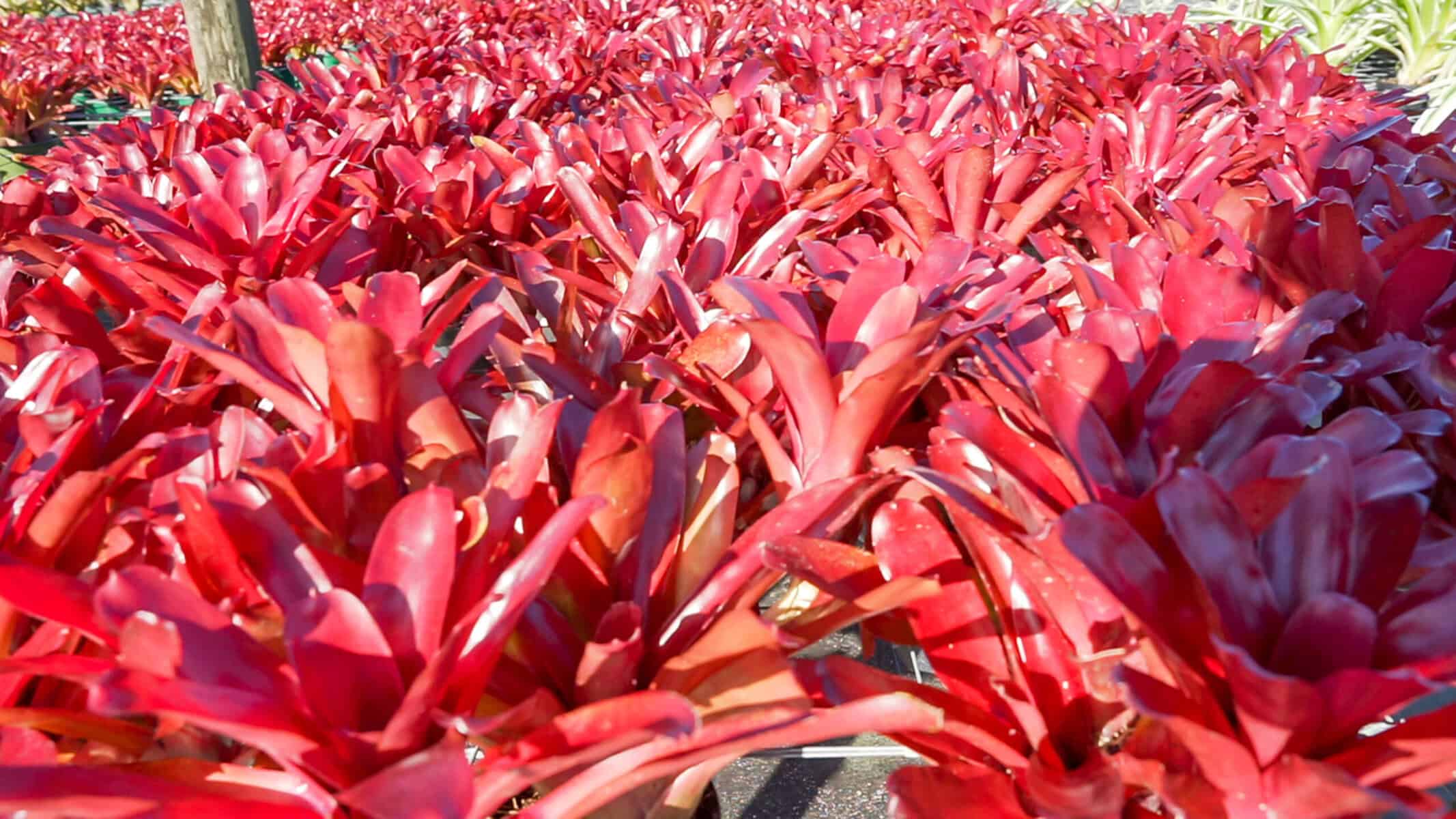 Neoregelia Fireball 6″ pot – 305 Greenery, Inc.