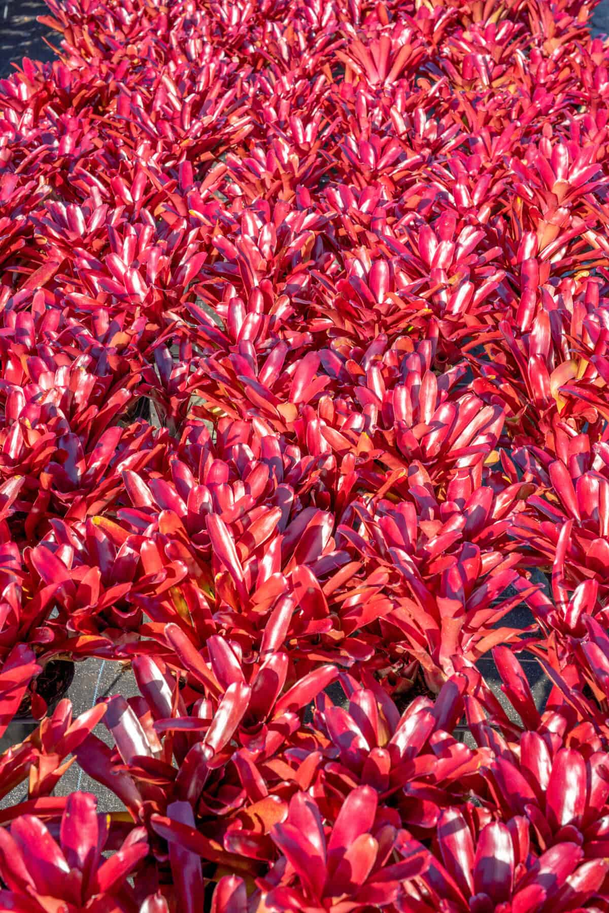 Neoregelia Fireball 6″ pot – 305 Greenery, Inc.