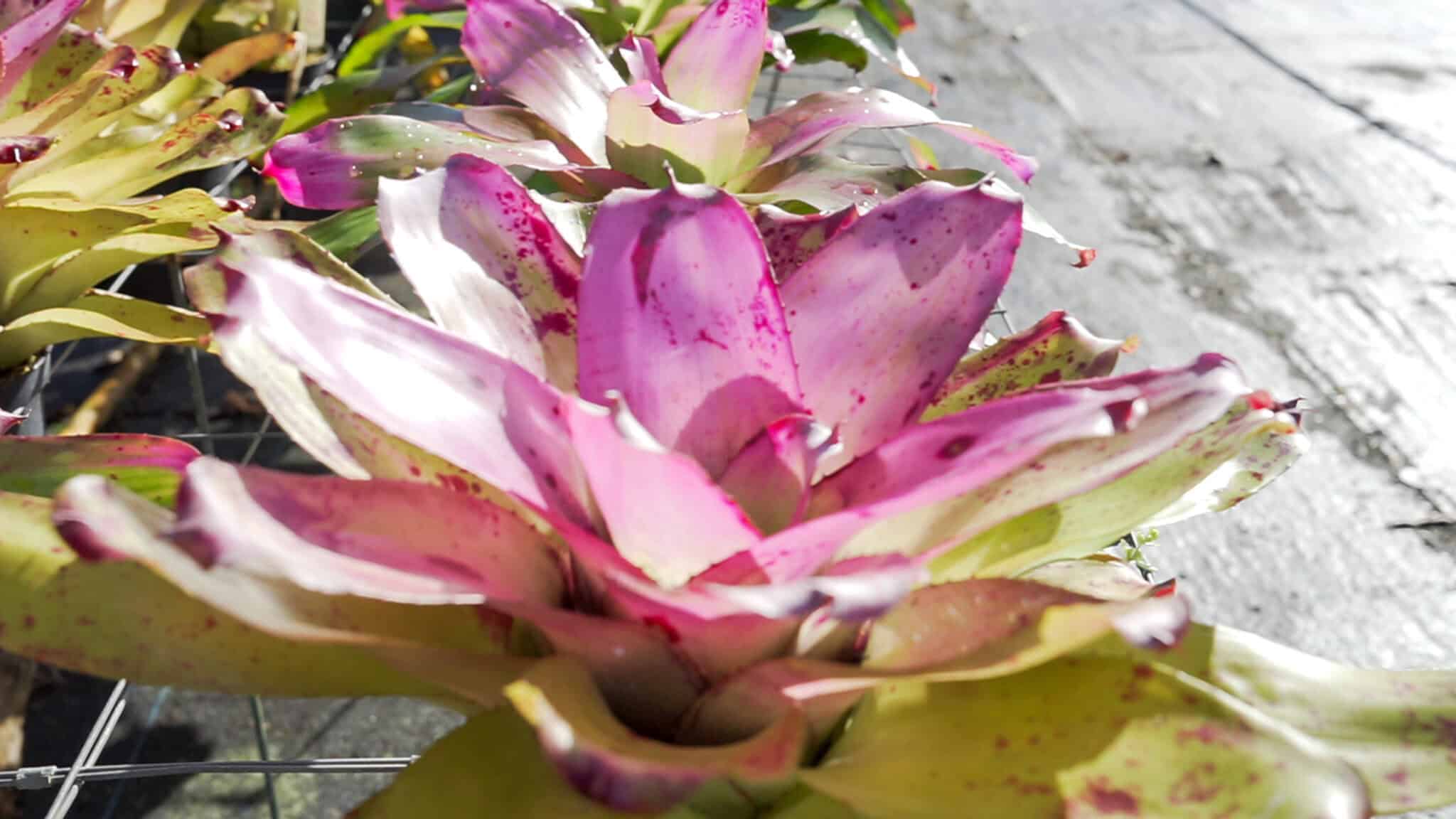 Neoregelia Golden Gate 6″ pot – 305 Greenery, Inc.
