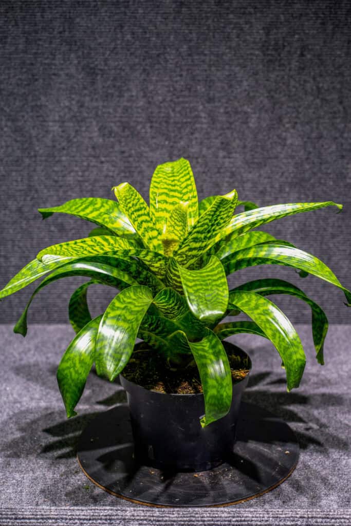 Vriesea Hieroglyphica – 305 Greenery, Inc.