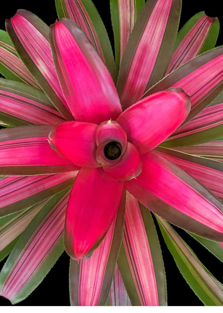 Neoregelia Magnifica 6″ pot – 305 Greenery, Inc.