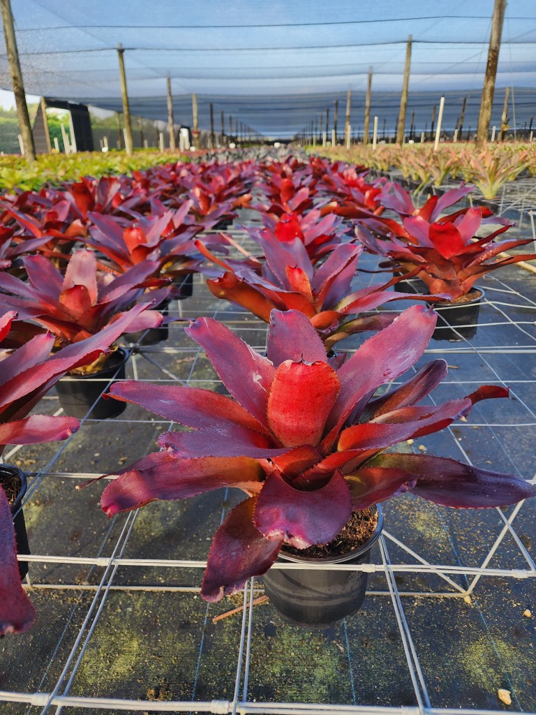 Neoregelia Grapevine – 305 Greenery, Inc.