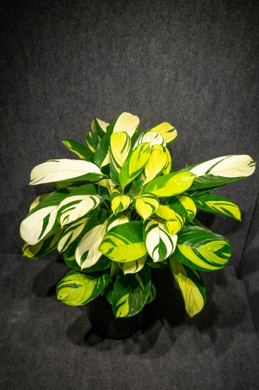 Calathea Pilosa – 305 Greenery, Inc.