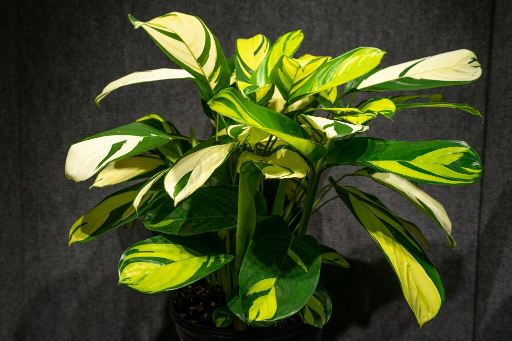 Calathea Pilosa – 305 Greenery, Inc.