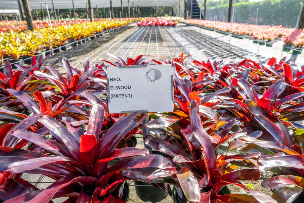 Neoregelia Elwood – 305 Greenery, Inc.