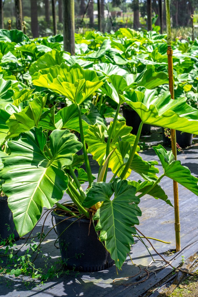 Philodendron Giganteum 14″ pot (7 Gallon) – 305 Greenery, Inc.